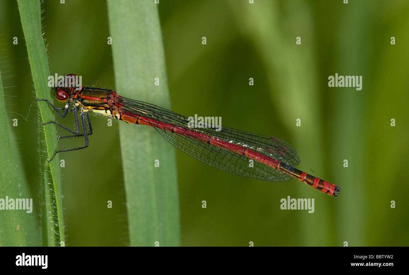 Red damselfly uk hi-res stock photography and images - Alamy