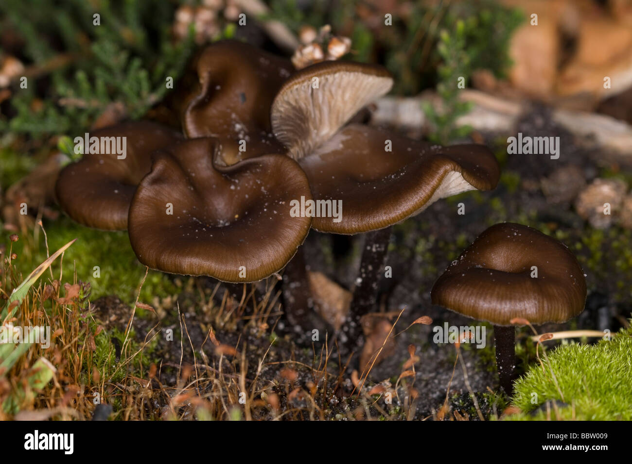 Sopley hi-res stock photography and images - Alamy