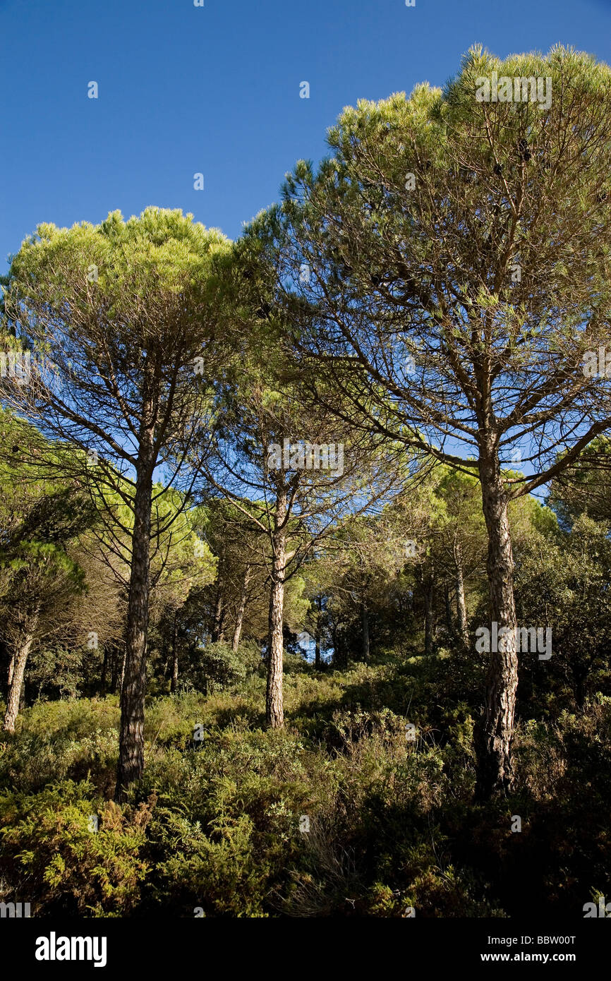 Bosque Mediterraneo Pinos Sierra Mijas Málaga Andalucía España ...