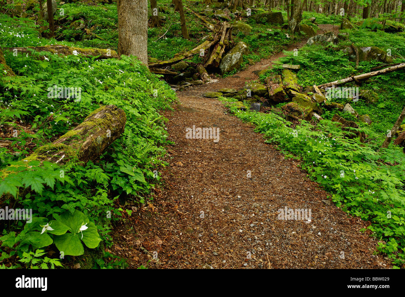 Spring wildflower trail hi-res stock photography and images - Alamy