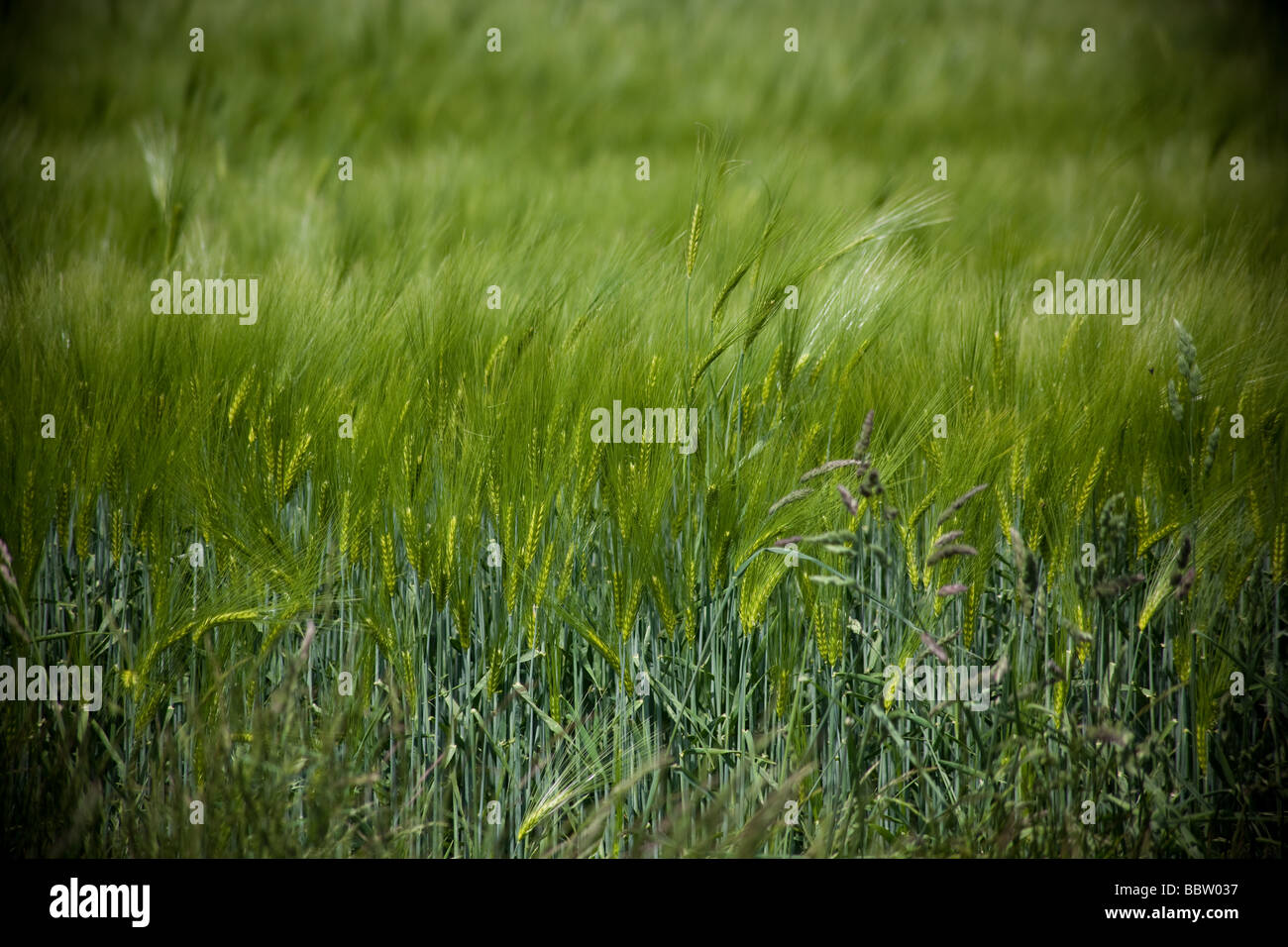 Green grass in Germany Stock Photo - Alamy