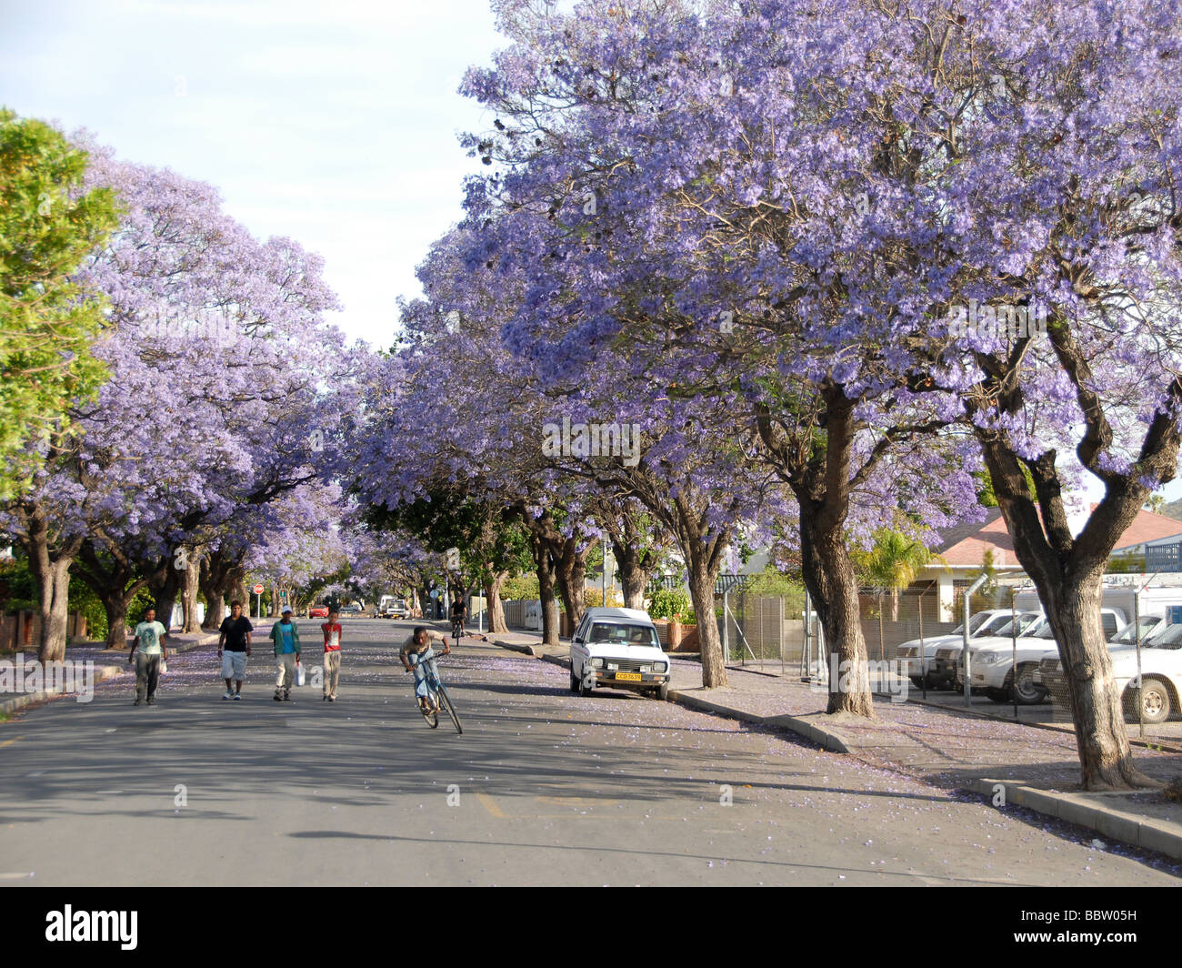 Jacaranda in bloom hi-res stock photography and images - Alamy