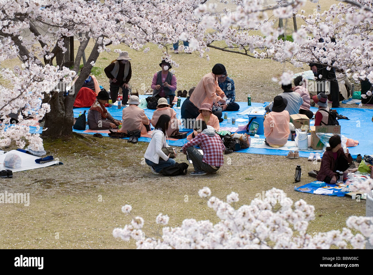 Picnic cherry blossom hi-res stock photography and images - Alamy