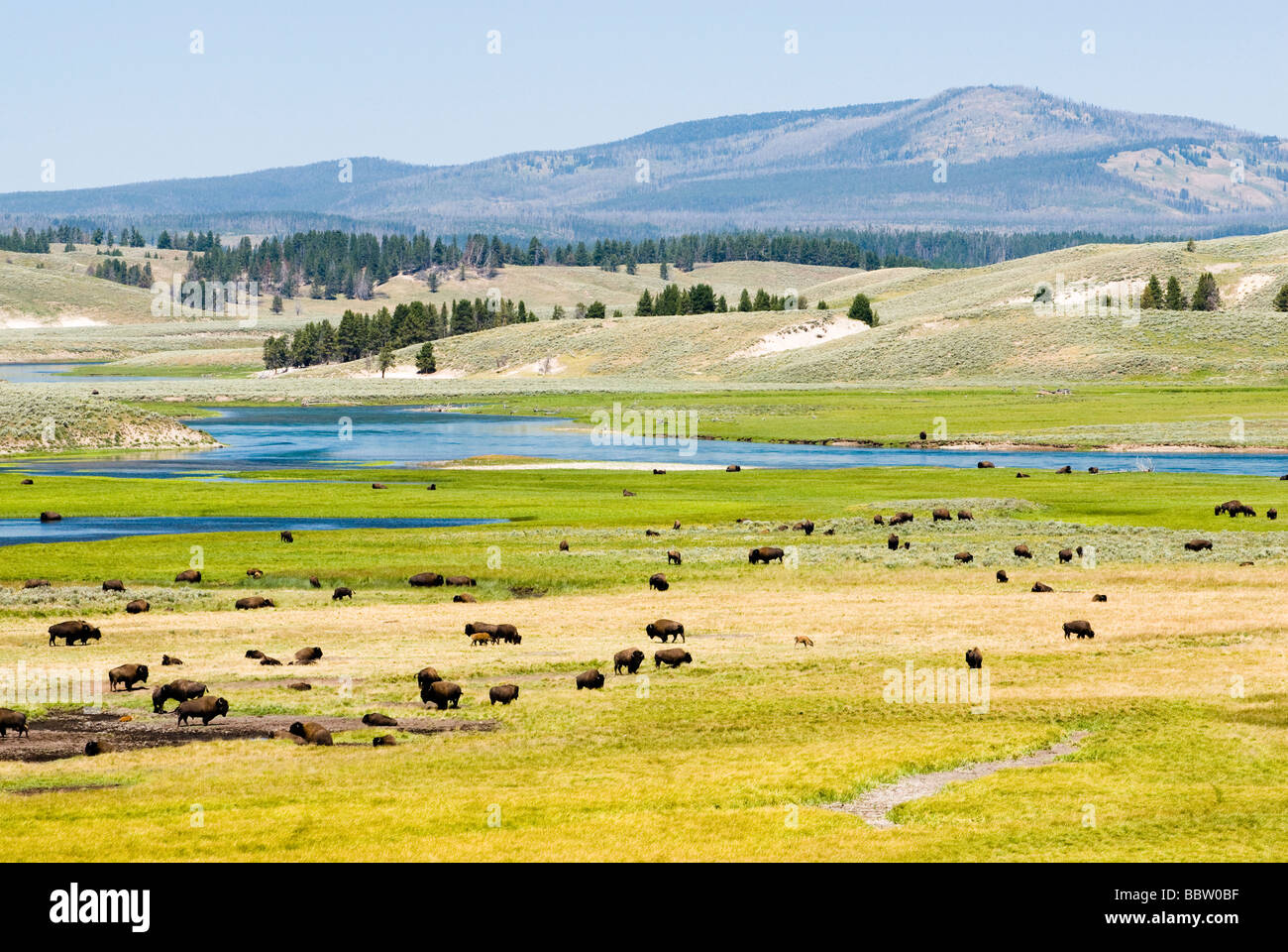 a buffalo herd in Hayden Valley in Yellowstone National Park Stock ...