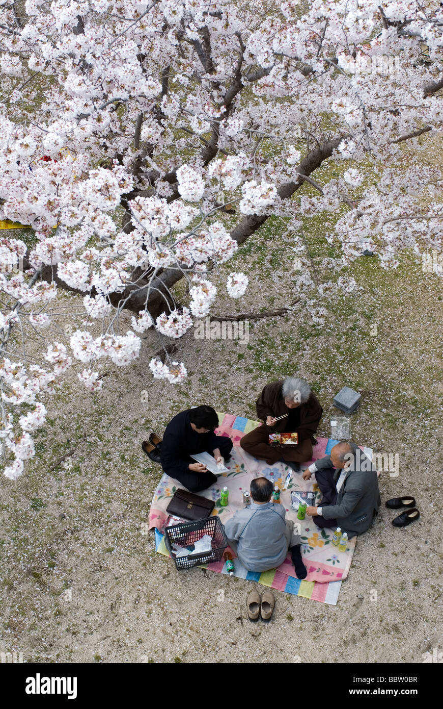 People enjoying a spring picnic under blossoming cherry trees for the ...
