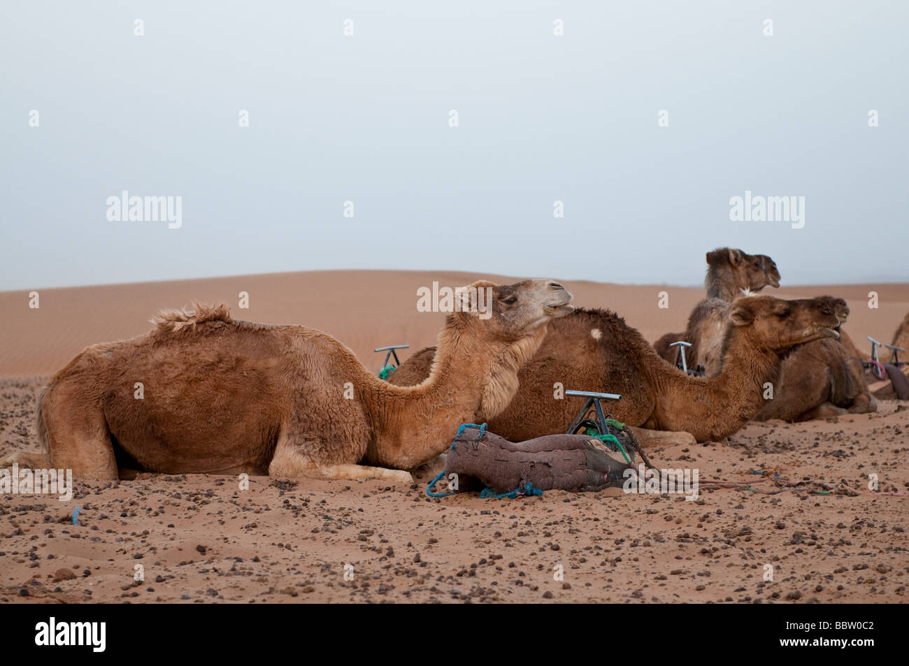 Camel trekking in the desert of Southern Morocco near the Atlas ...