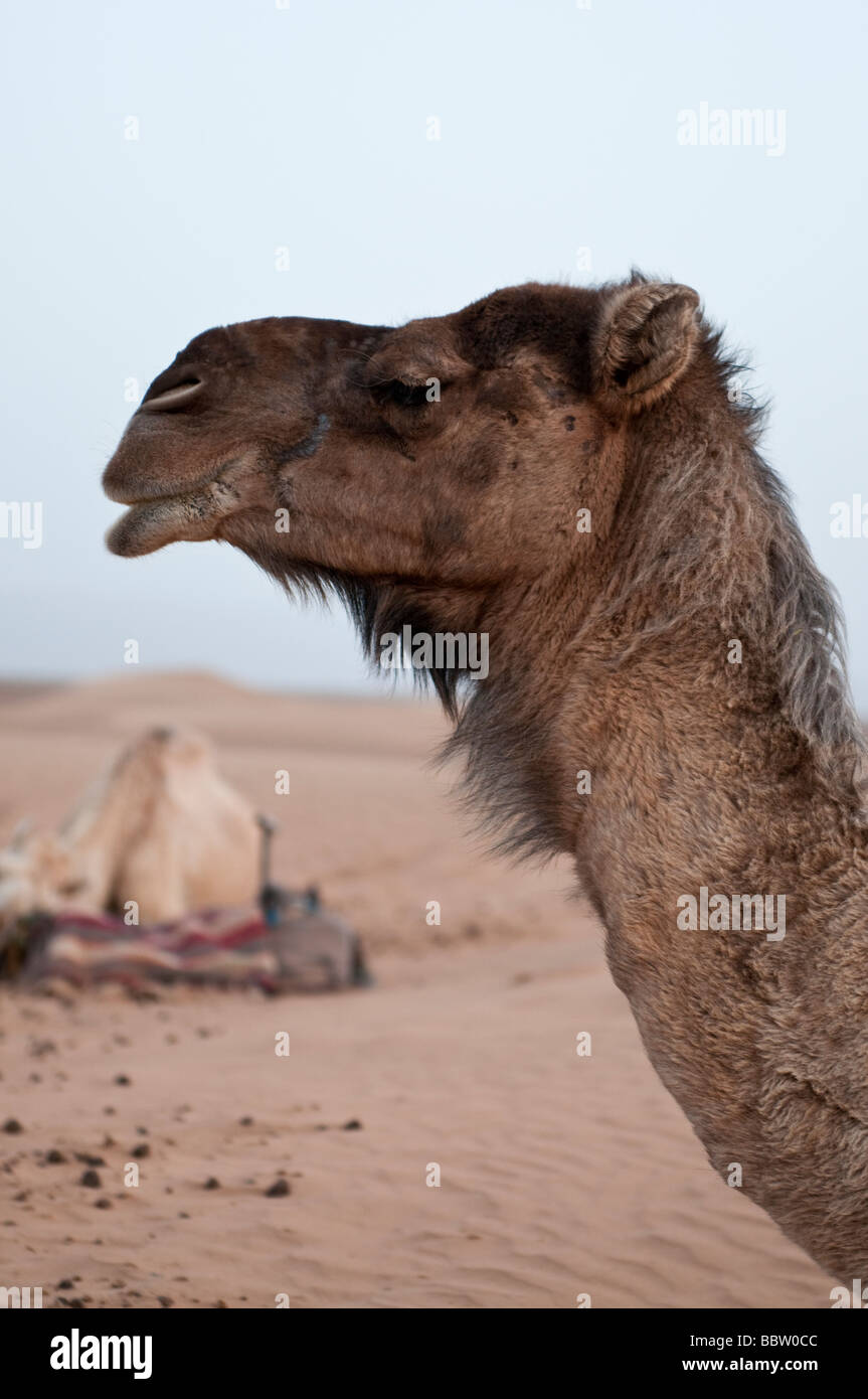 Camel trekking in the desert of Southern Morocco near the Atlas ...