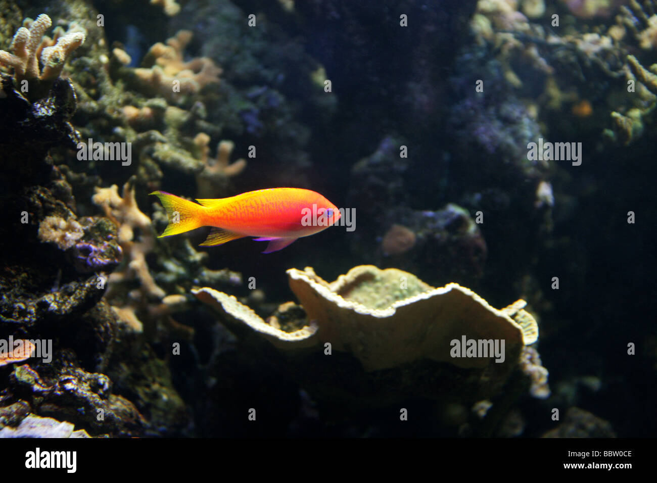 Serranidae hi-res stock photography and images - Alamy