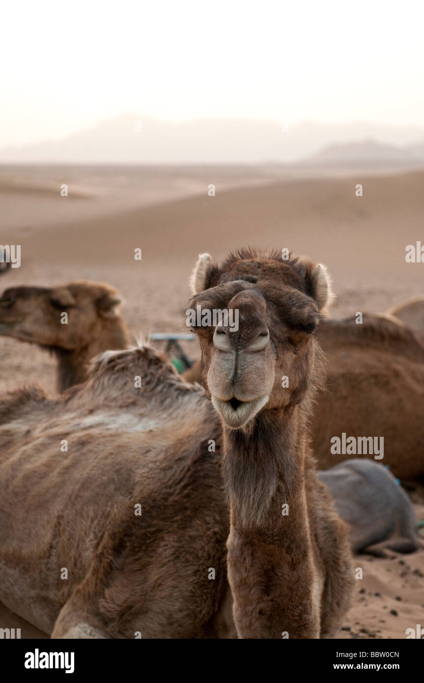 Camel trekking in the desert of Southern Morocco near the Atlas ...