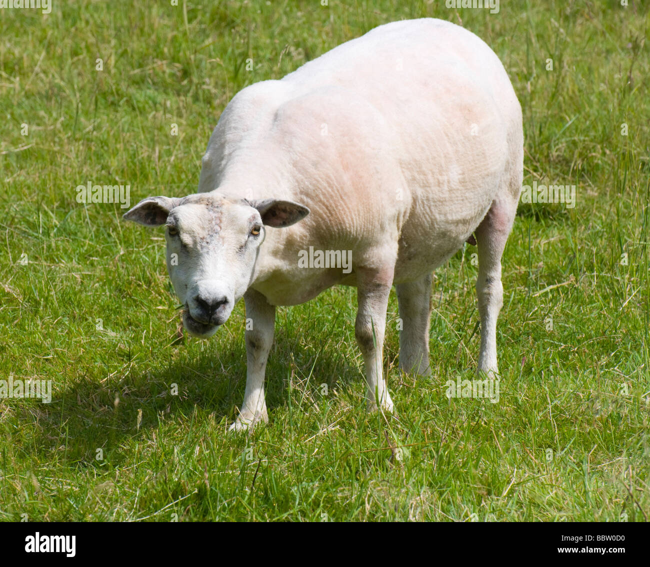 Sheep in field chewing Stock Photo - Alamy