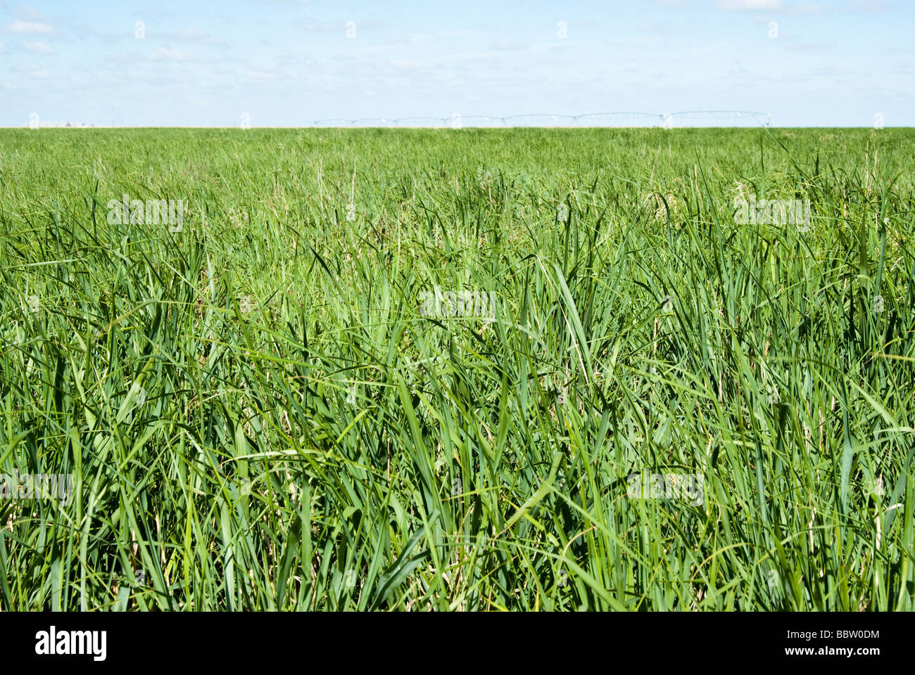 Switchgrass hi-res stock photography and images - Alamy