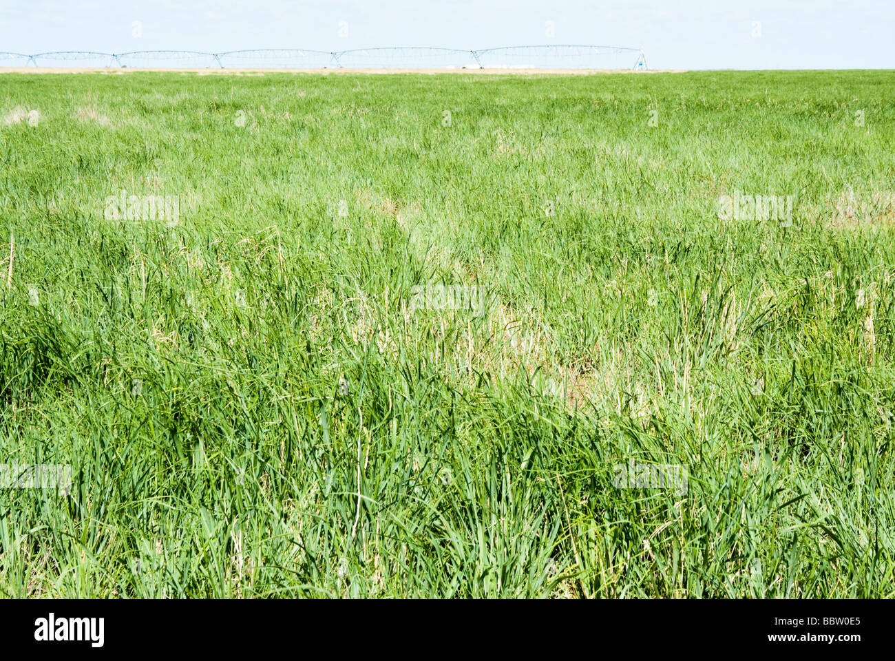 Switchgrass field hi-res stock photography and images - Alamy