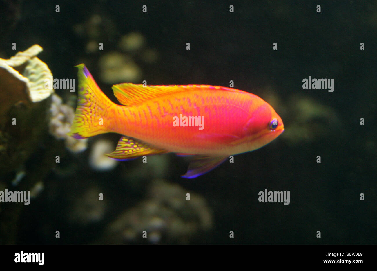 Anthias Pseudanthias High Resolution Stock Photography and Images - Alamy