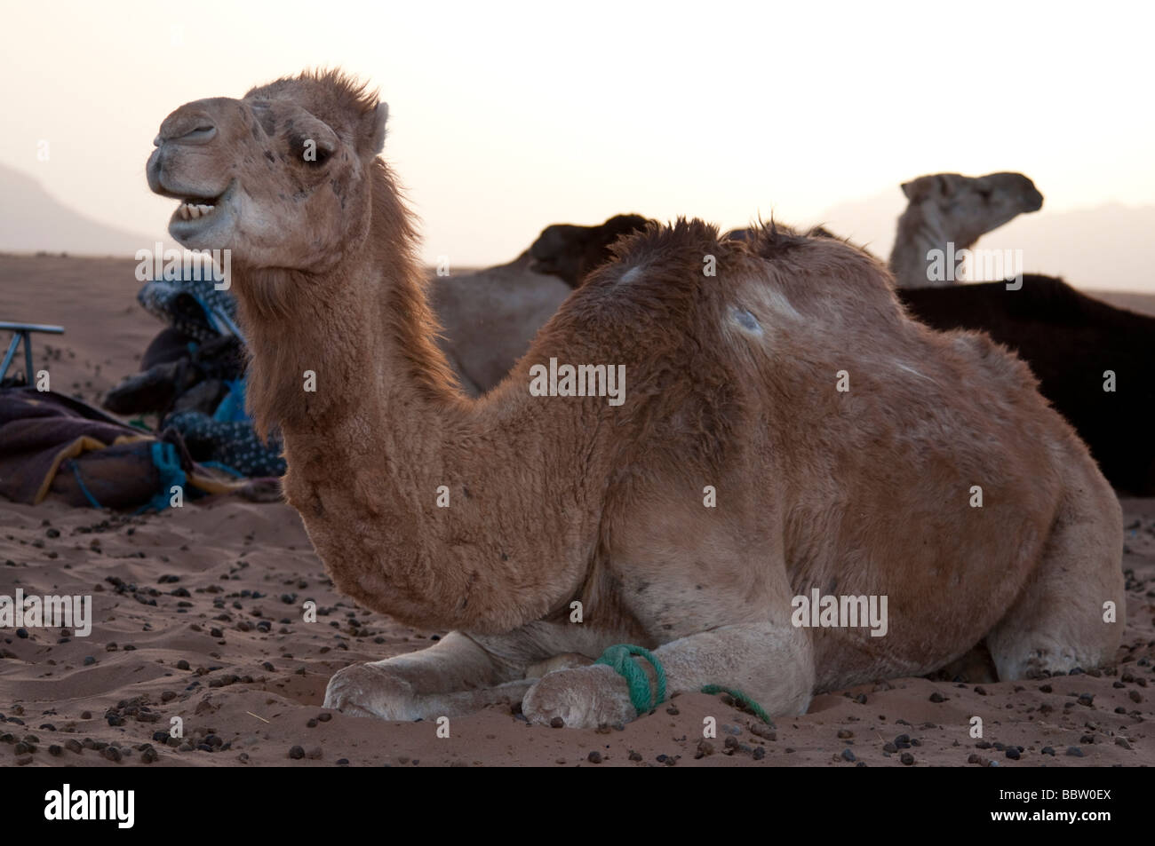 Camel trekking in the desert of Southern Morocco near the Atlas ...