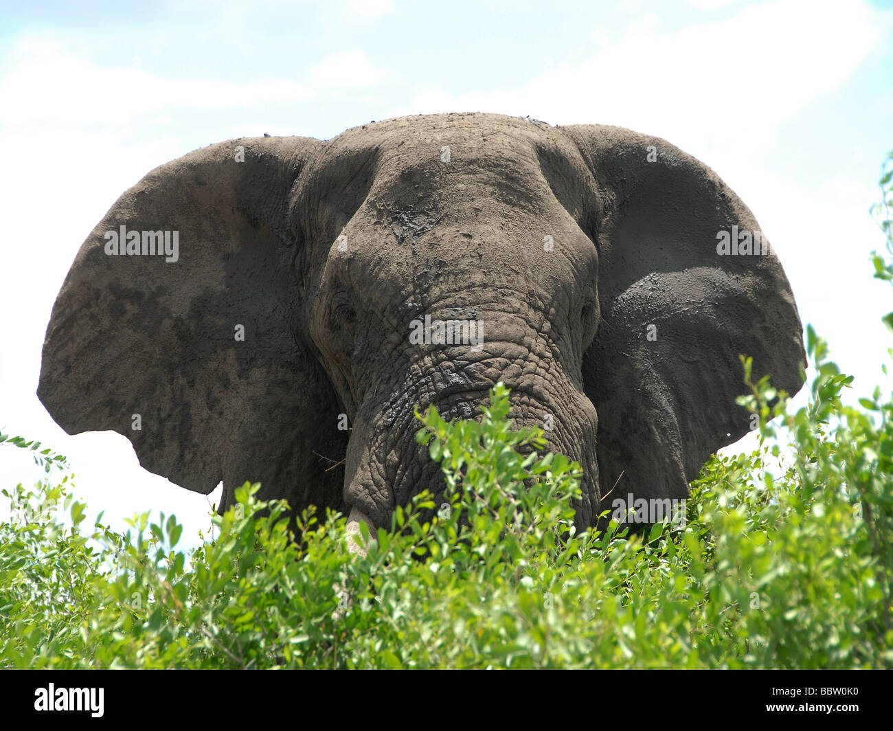 hiding elephant in the green Stock Photo - Alamy