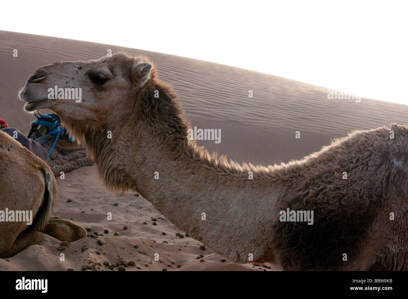 Camel trekking in the desert of Southern Morocco near the Atlas ...