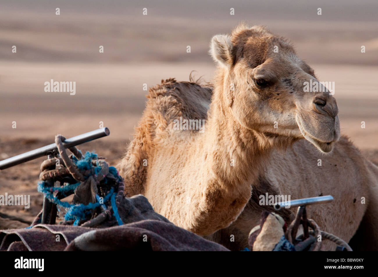 Camel trekking in the desert of Southern Morocco near the Atlas ...