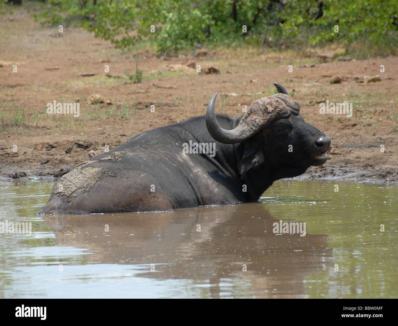 An African buffalo, taking a bath Stock Photo - Alamy