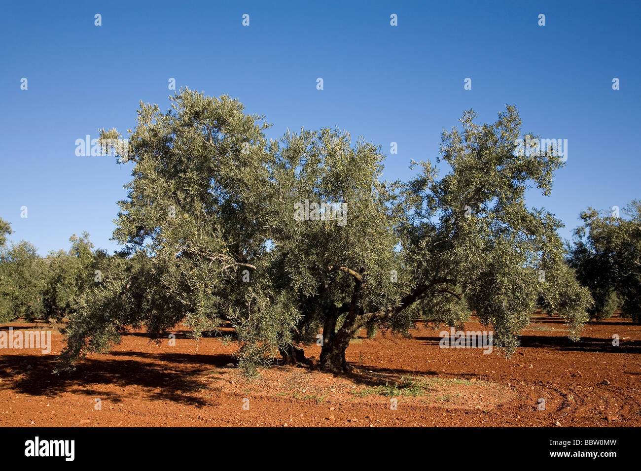 Arbol de aceituna hi-res stock photography and images - Alamy