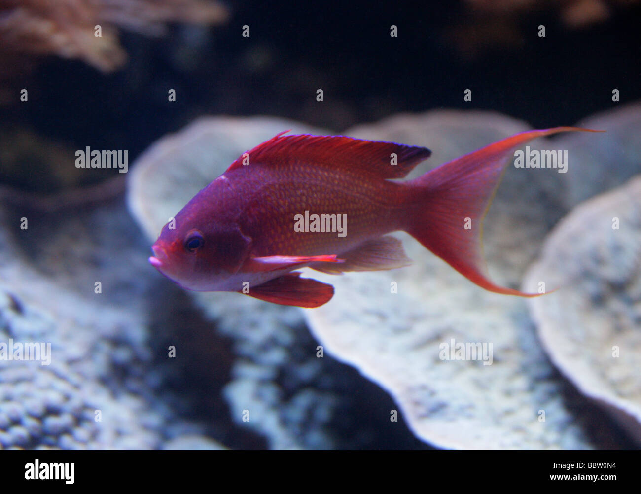 Red Lyretail Anthias, Pseudanthias sp., Serranidae, Perciformes Stock ...