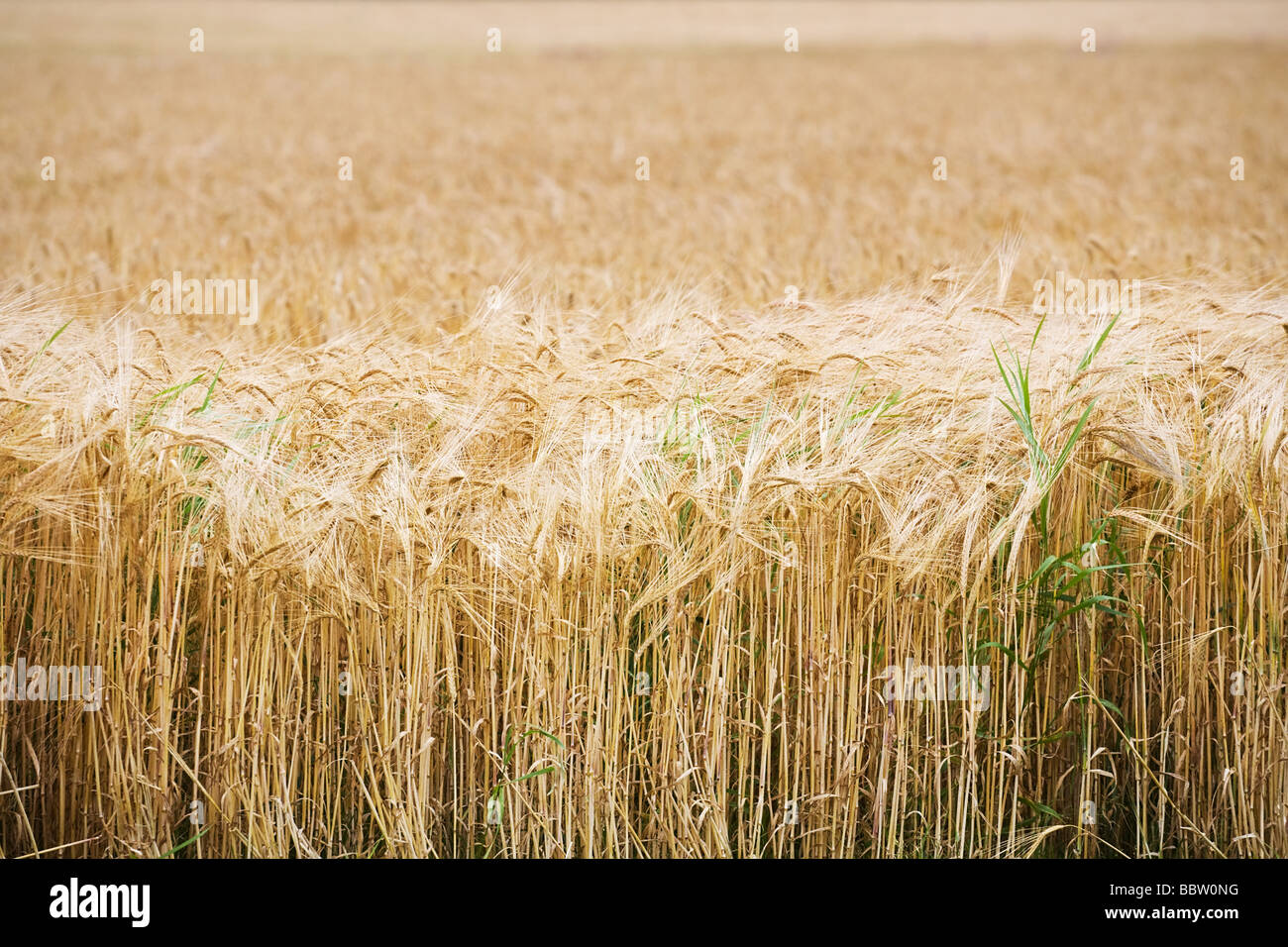 wide field of golden ripe wheat closeup Stock Photo - Alamy