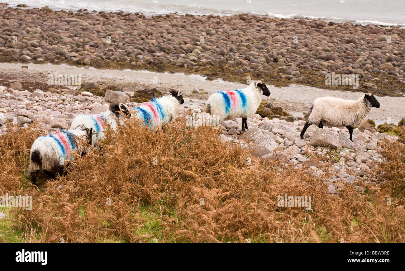 Rainbow Sheep. Four multicolored sheep follow an unpainted one down ...