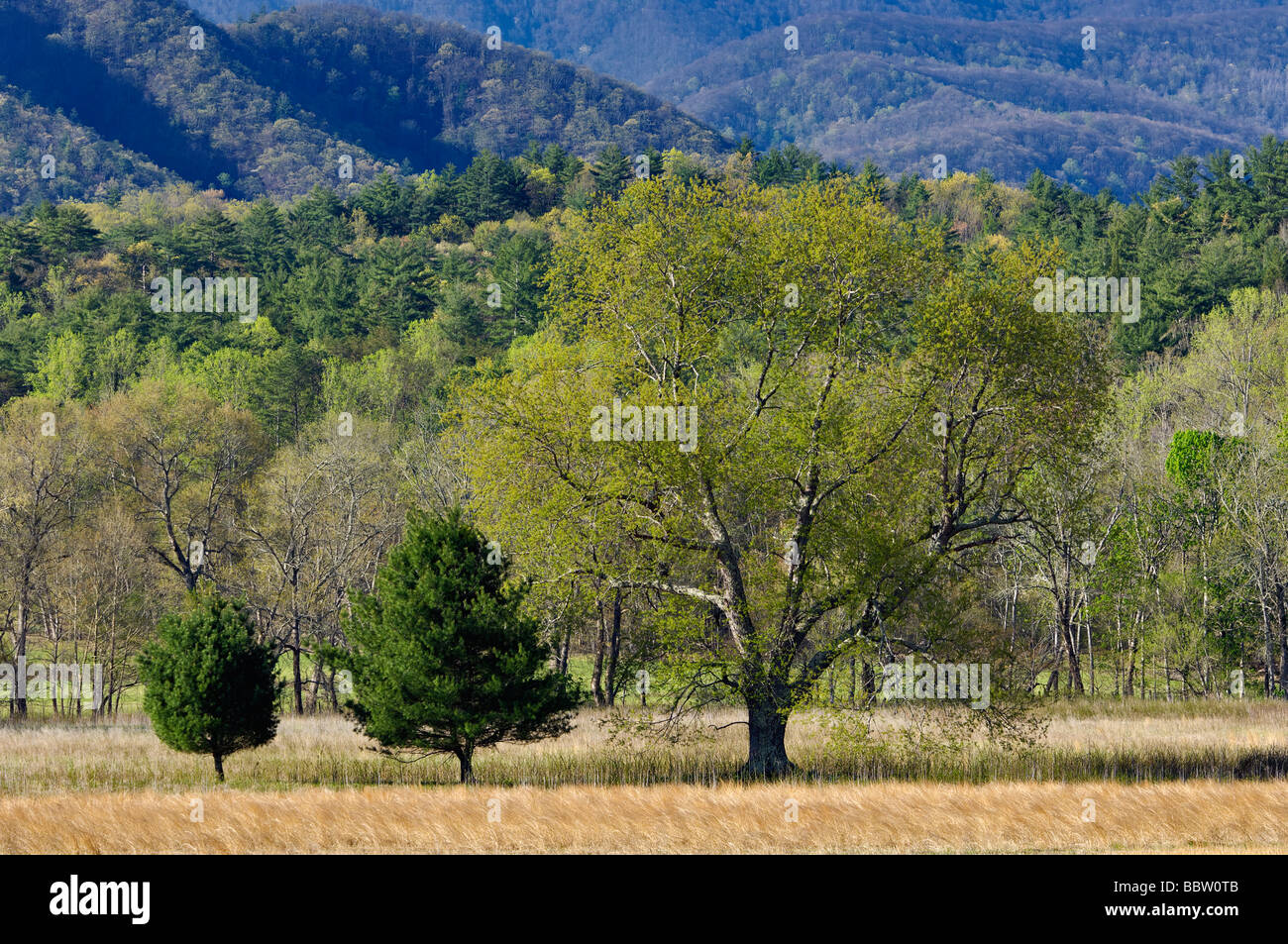 Trees in Cades Cove in Great Smoky Mountains National Park Tennessee ...