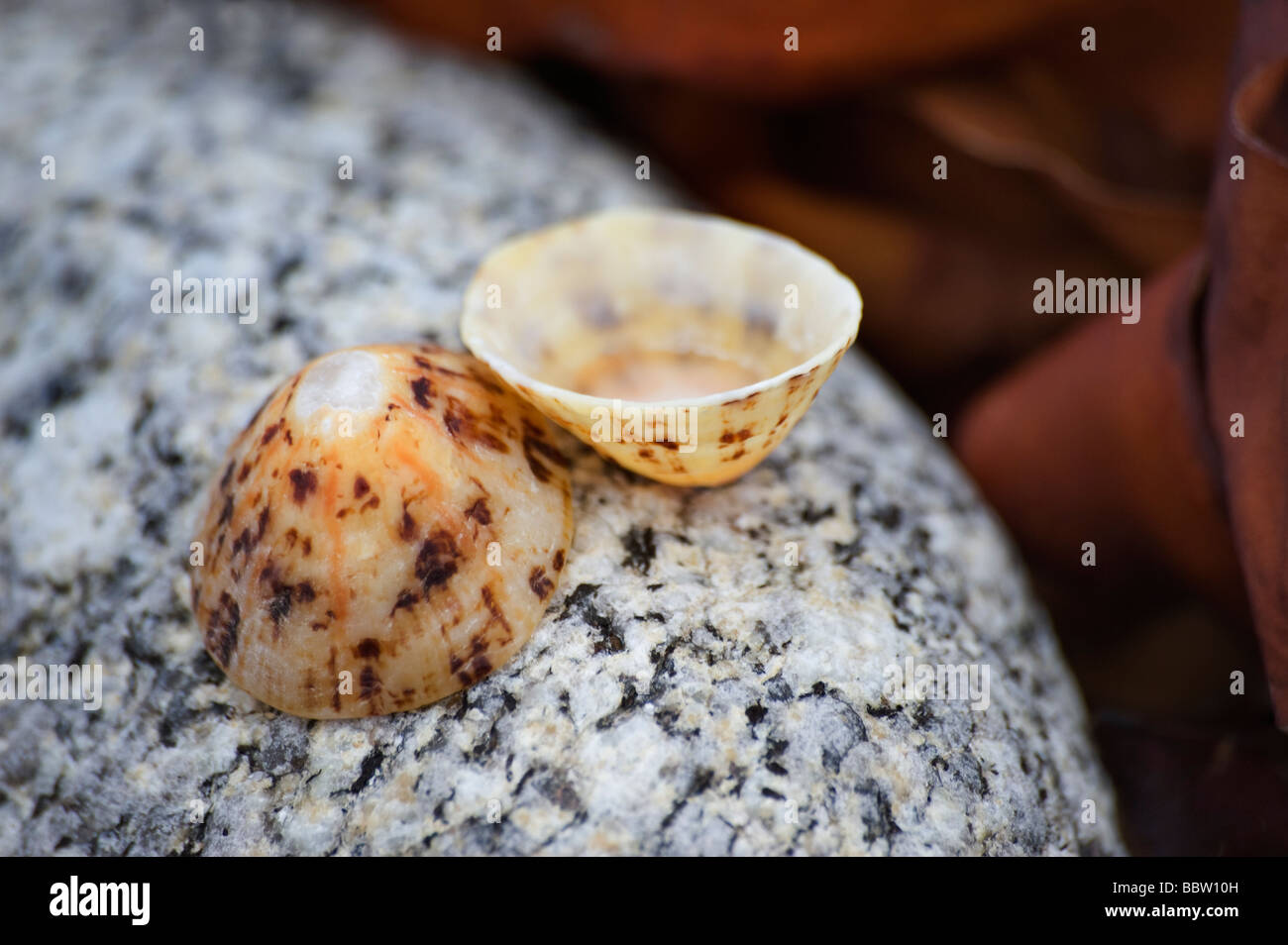 Limpet shell hi-res stock photography and images - Alamy