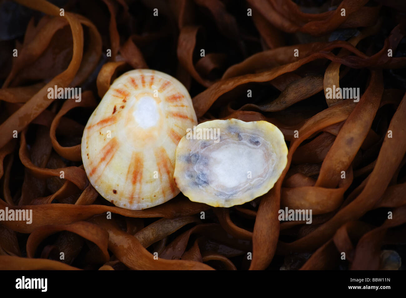 Limpet shells on a beach on the Isles of Scilly England UK Stock Photo ...