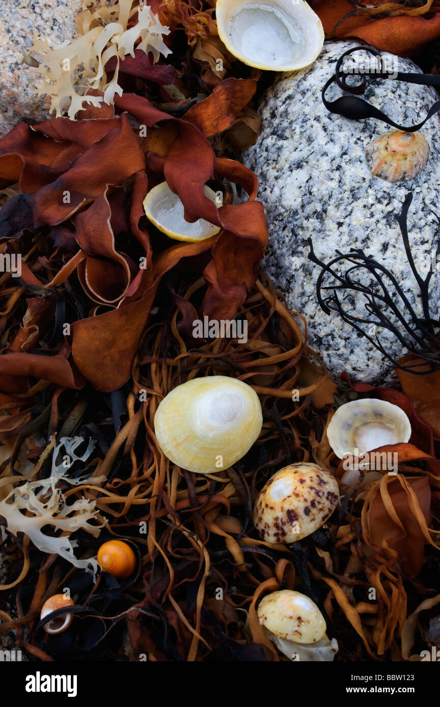 Seaweed and shells on a beach on the Isles of Scilly England UK Stock ...