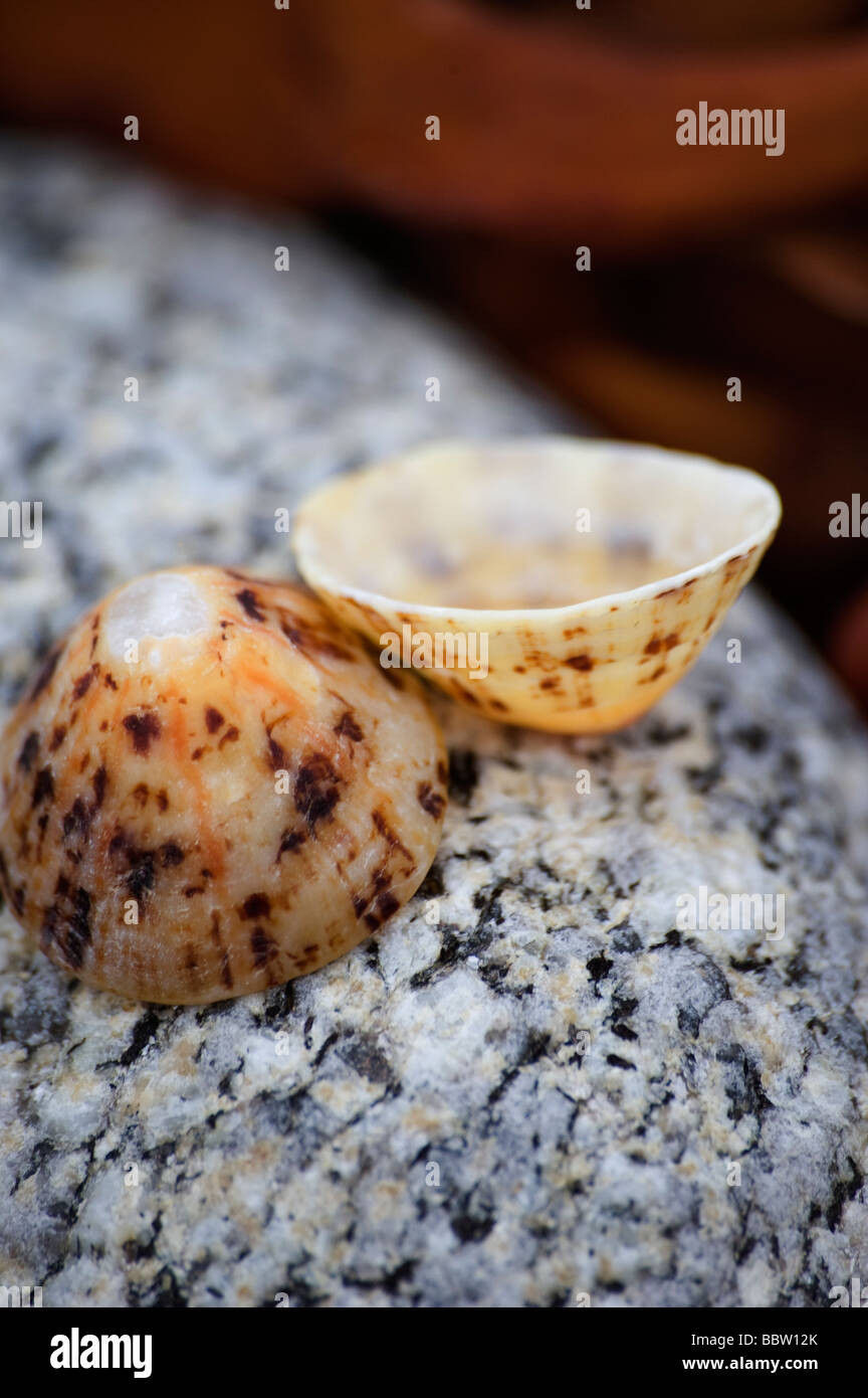 Limpet shell hi-res stock photography and images - Alamy
