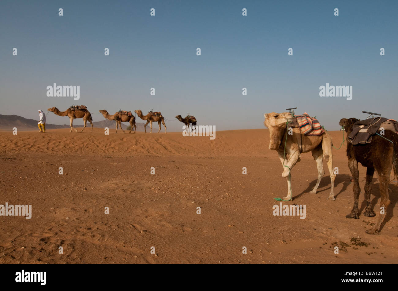 Camel trekking in the desert of Southern Morocco near the Atlas ...