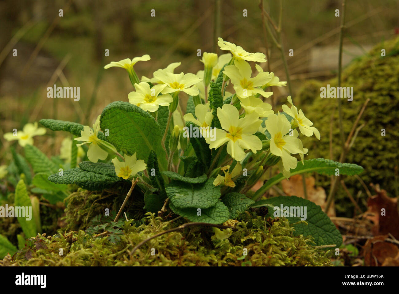 Wild primroses - Primula vulgaris Stock Photo - Alamy