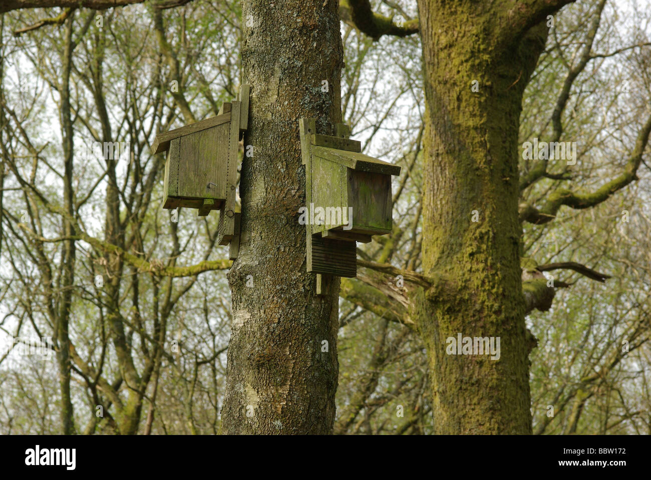 Bat boxes hi-res stock photography and images - Alamy