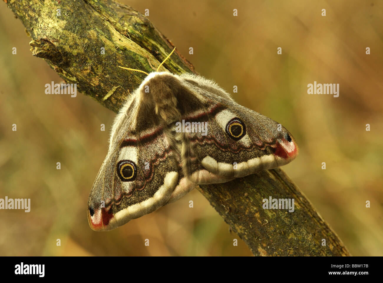 Moth hi-res stock photography and images - Alamy
