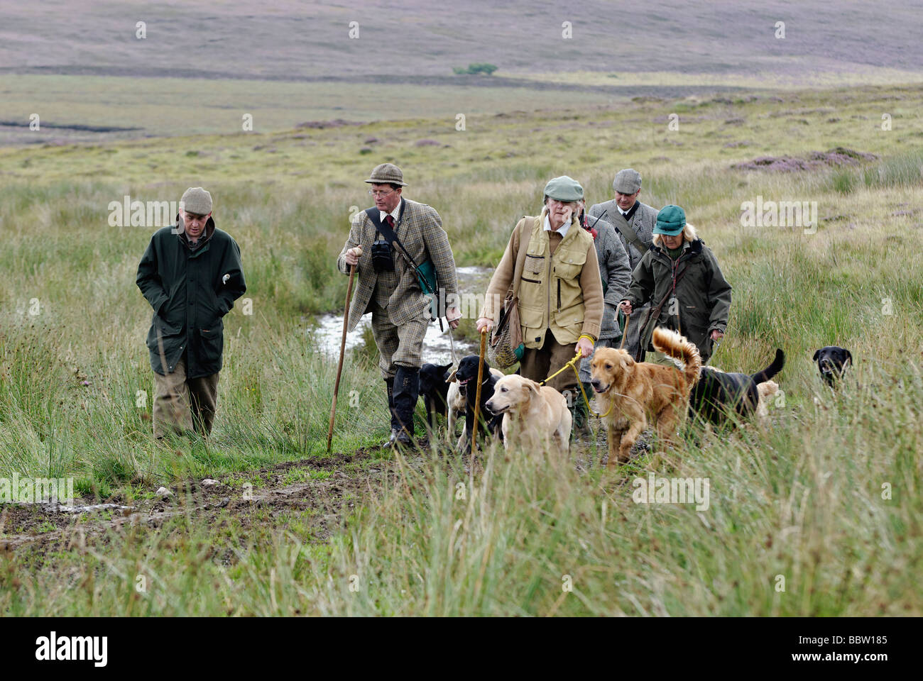 Dog Handlers and Game Keepers Walking across a Heather Covered Scottish ...