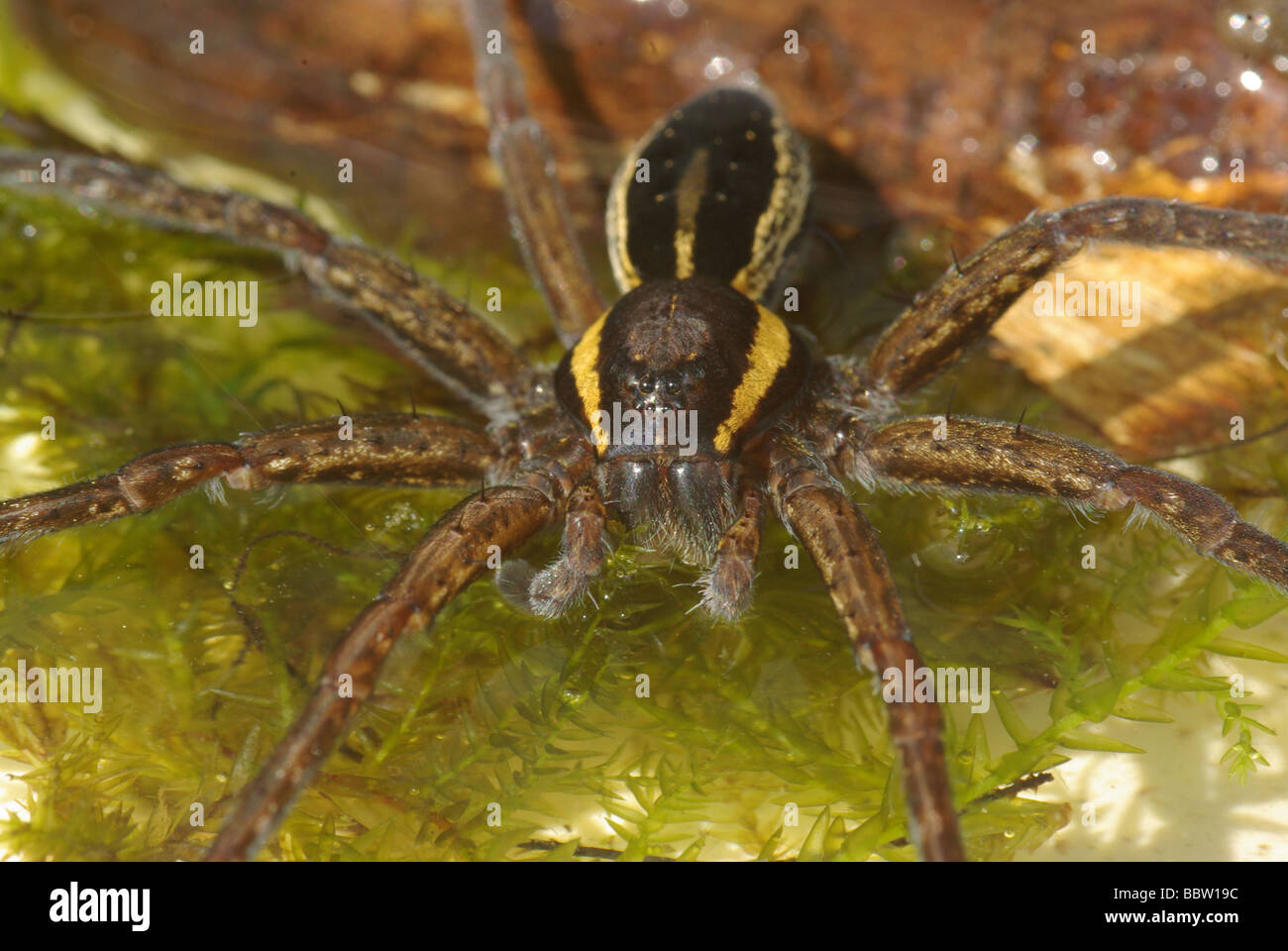 Raft spider hi-res stock photography and images - Alamy
