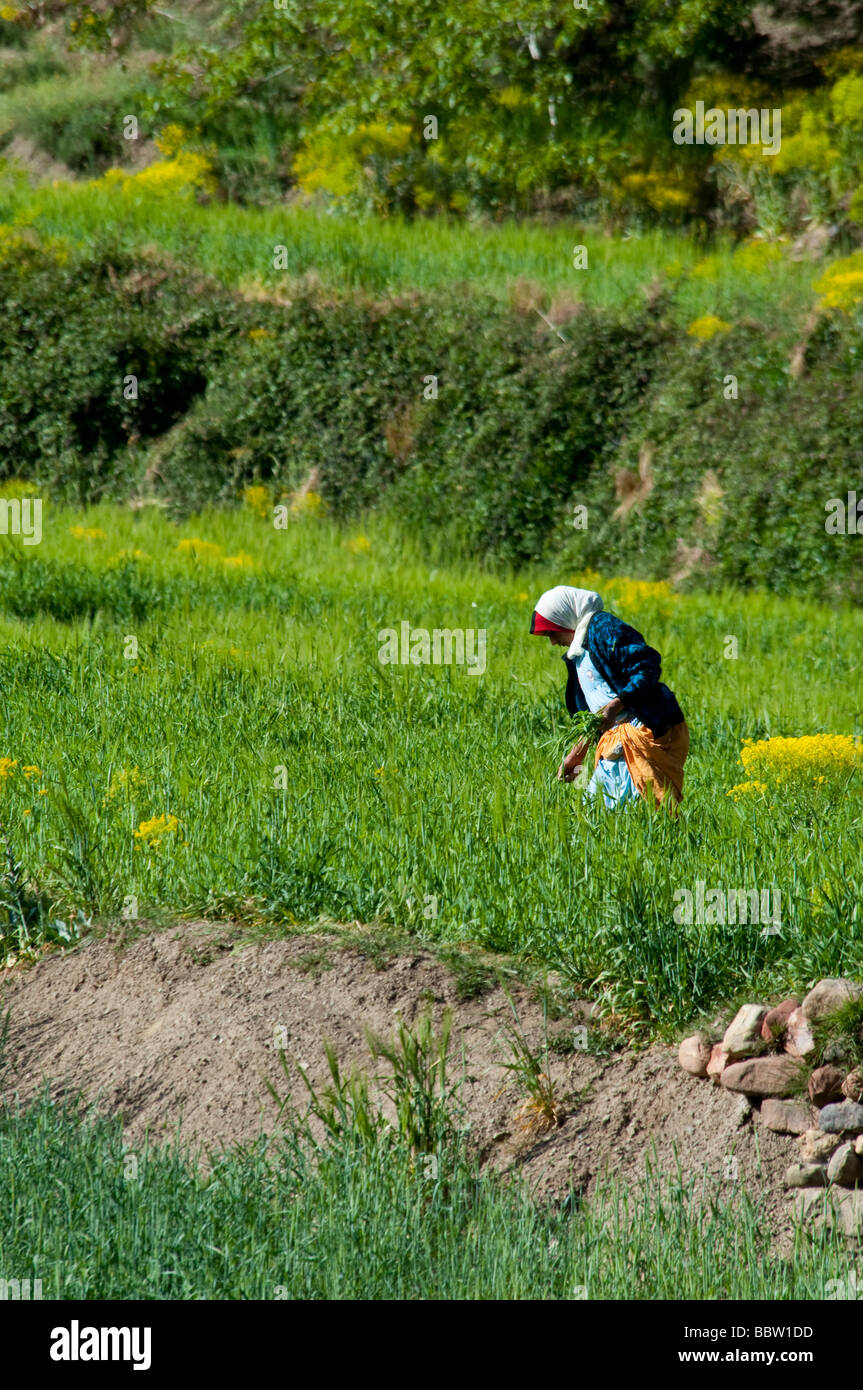 Working in fields africa hi-res stock photography and images - Alamy