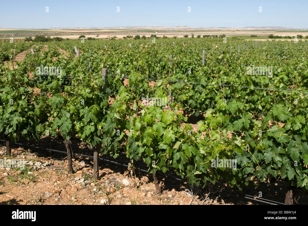 Toro wine region hi-res stock photography and images - Alamy