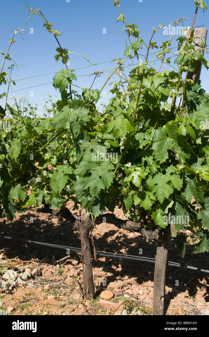 Liberalia hi-res stock photography and images - Alamy