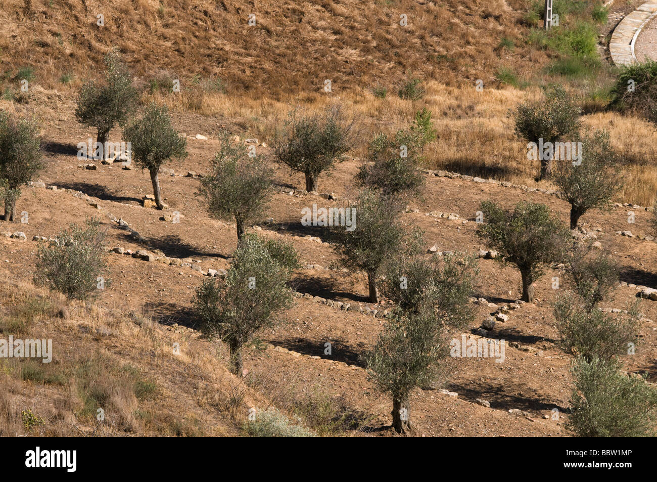 Small olive trees hi-res stock photography and images - Alamy