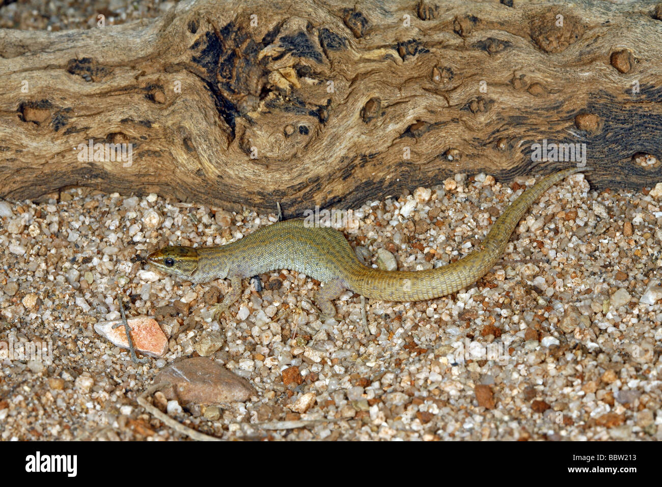 Fast lizard hi-res stock photography and images - Alamy