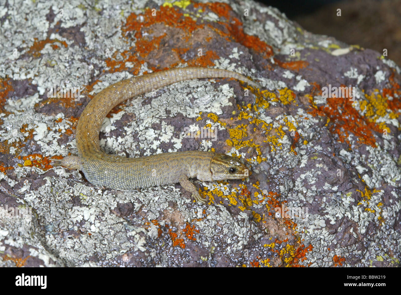 Fast Lizard High Resolution Stock Photography and Images - Alamy