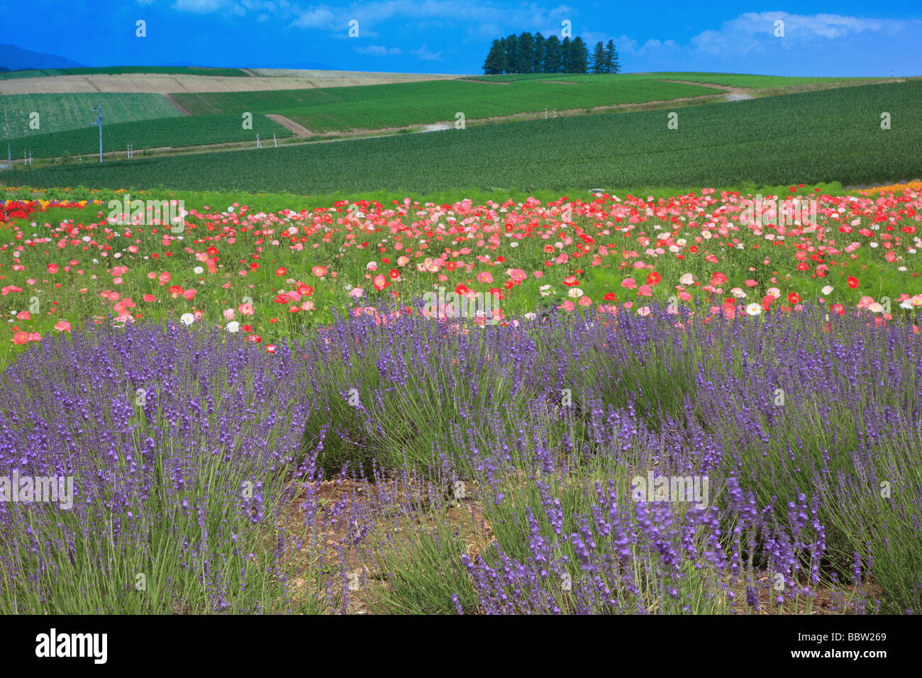 Mixed cropping in a field hi-res stock photography and images - Alamy