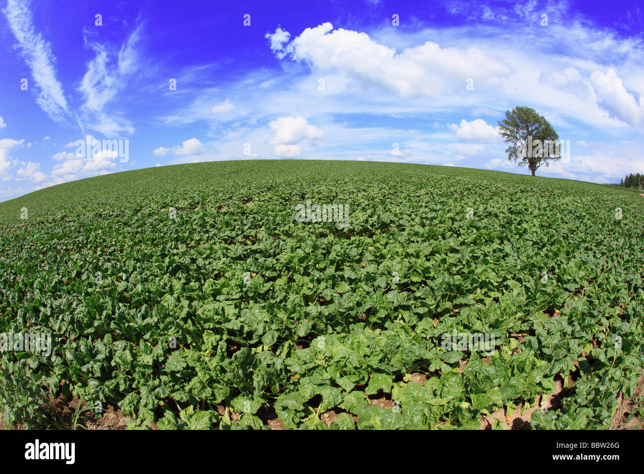 Plants growing in a field Stock Photo - Alamy