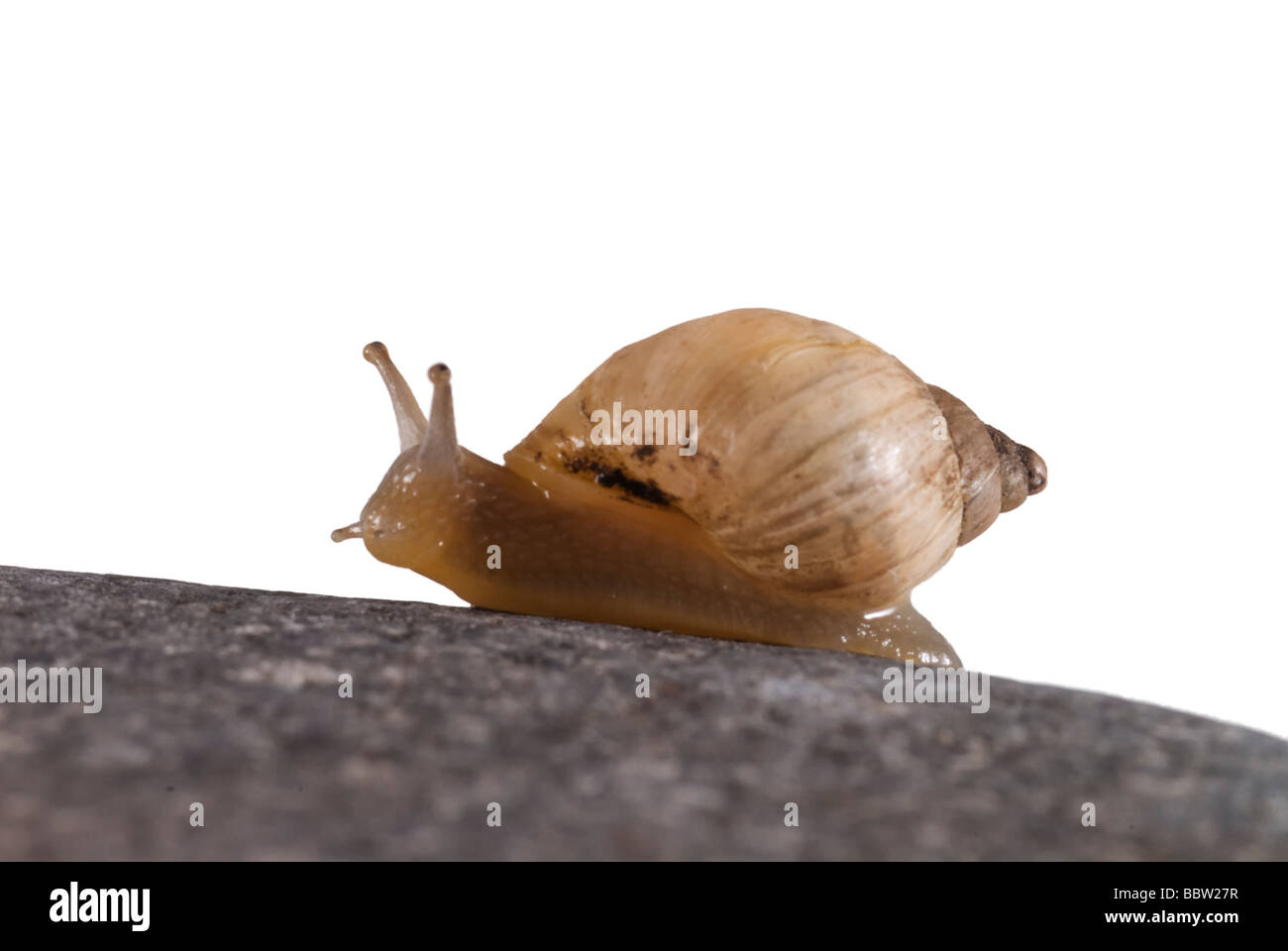 Land gastropod hi-res stock photography and images - Alamy