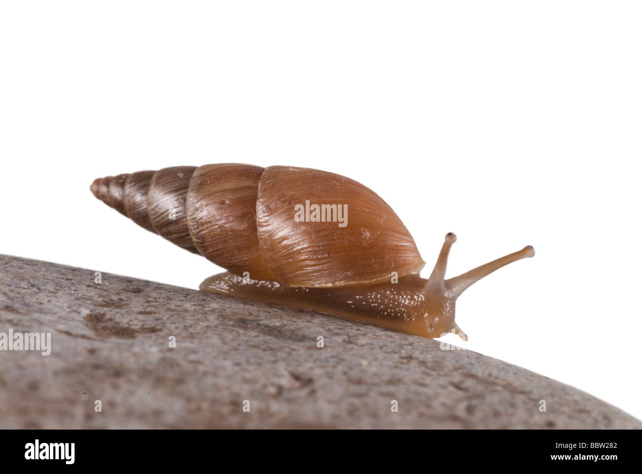 Land gastropod hi-res stock photography and images - Alamy