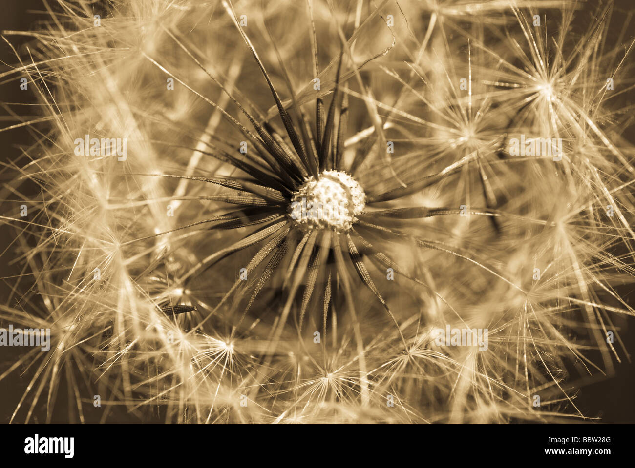 The fragile beauty of the dandelion is revealed at the end of its life ...