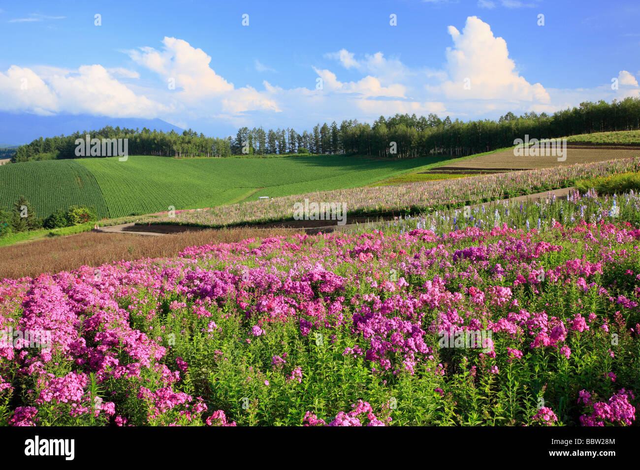 Multiple cropping hi-res stock photography and images - Alamy