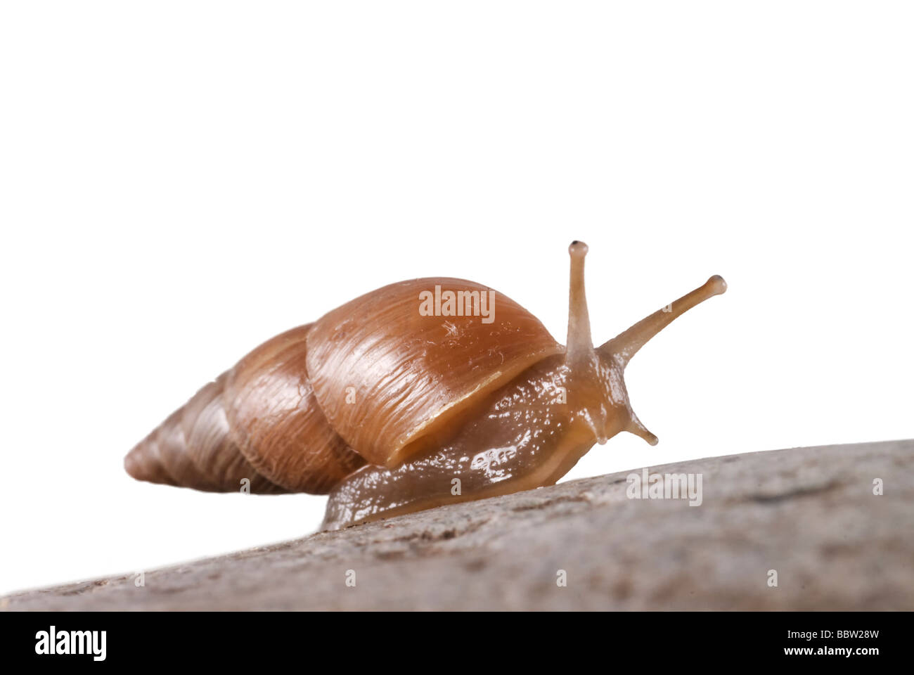 Land gastropod hi-res stock photography and images - Alamy